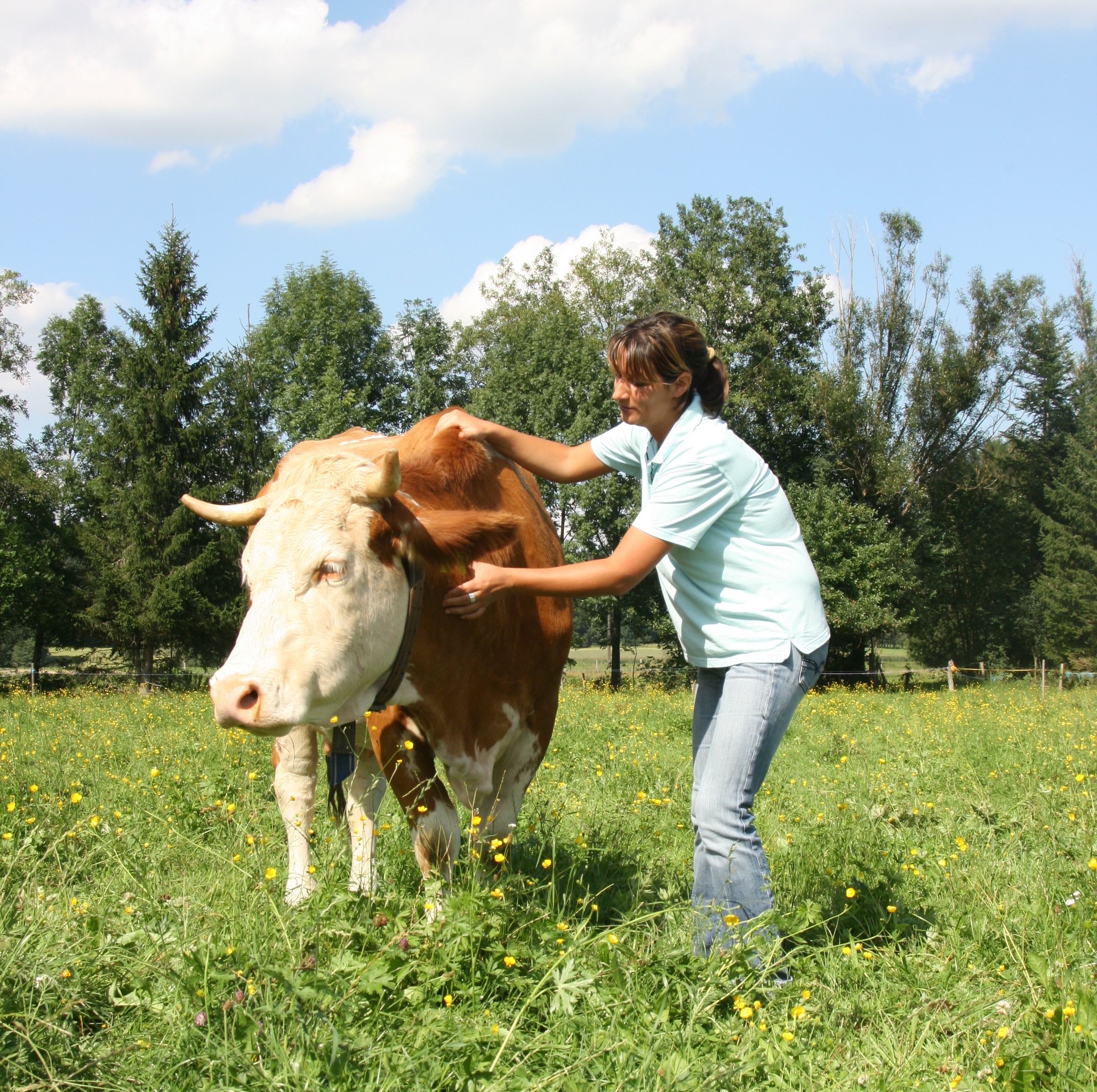 Ausbildung Naturheilverfahren am Rind | SARAH MERGEN
