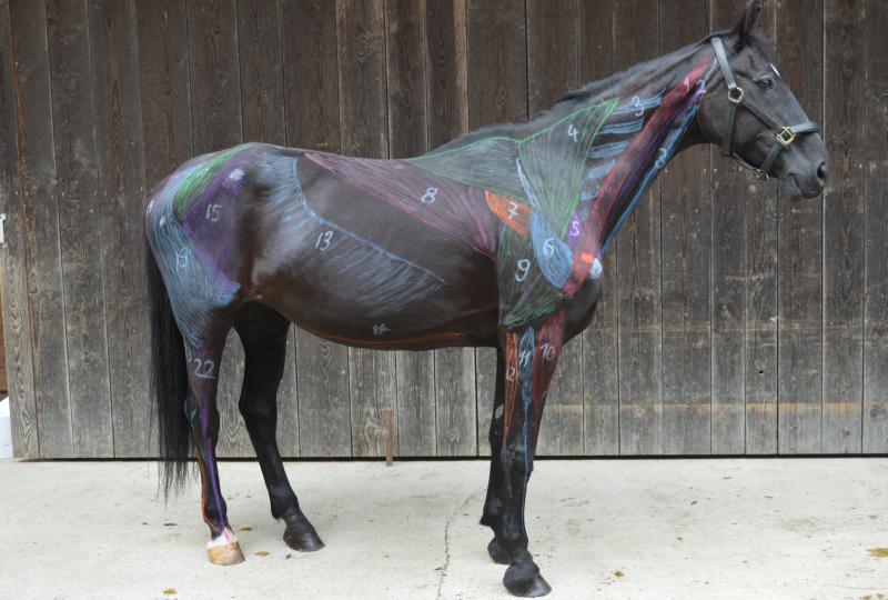 Online-Seminar: Die besondere Bedeutung des Zwerchfells beim Pferd ...